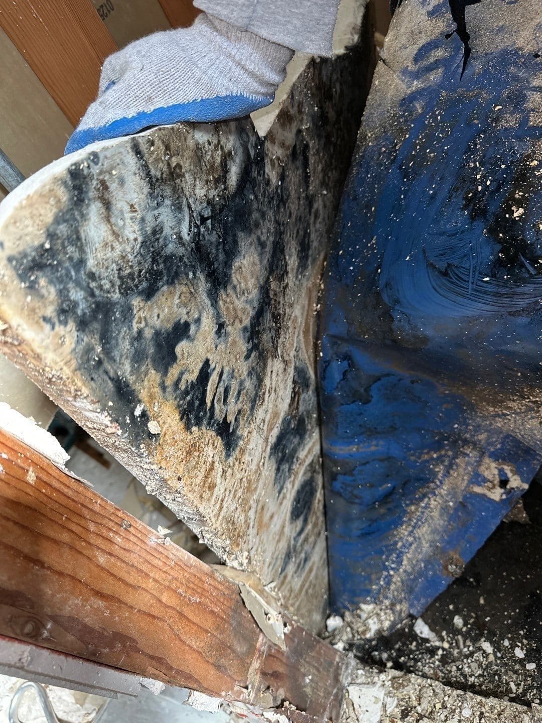 Mold - Arizona Water Extractors